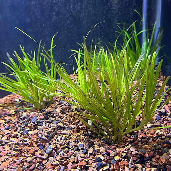 Blyxa Japonica – Daku Aquatics