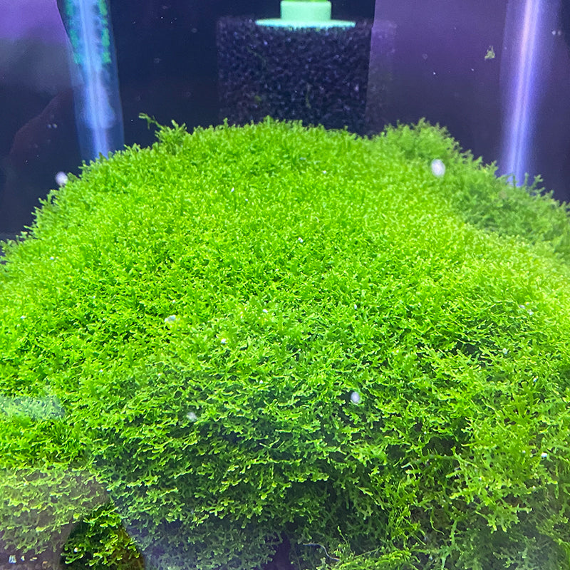 Coral Moss "Mini Pellia" – Daku Aquatics