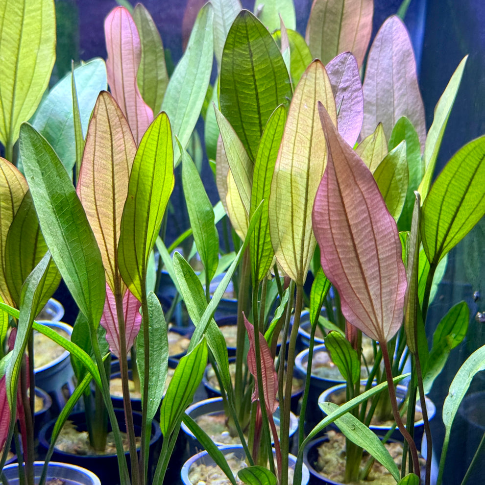 Pink Miracle Sword – Daku Aquatics