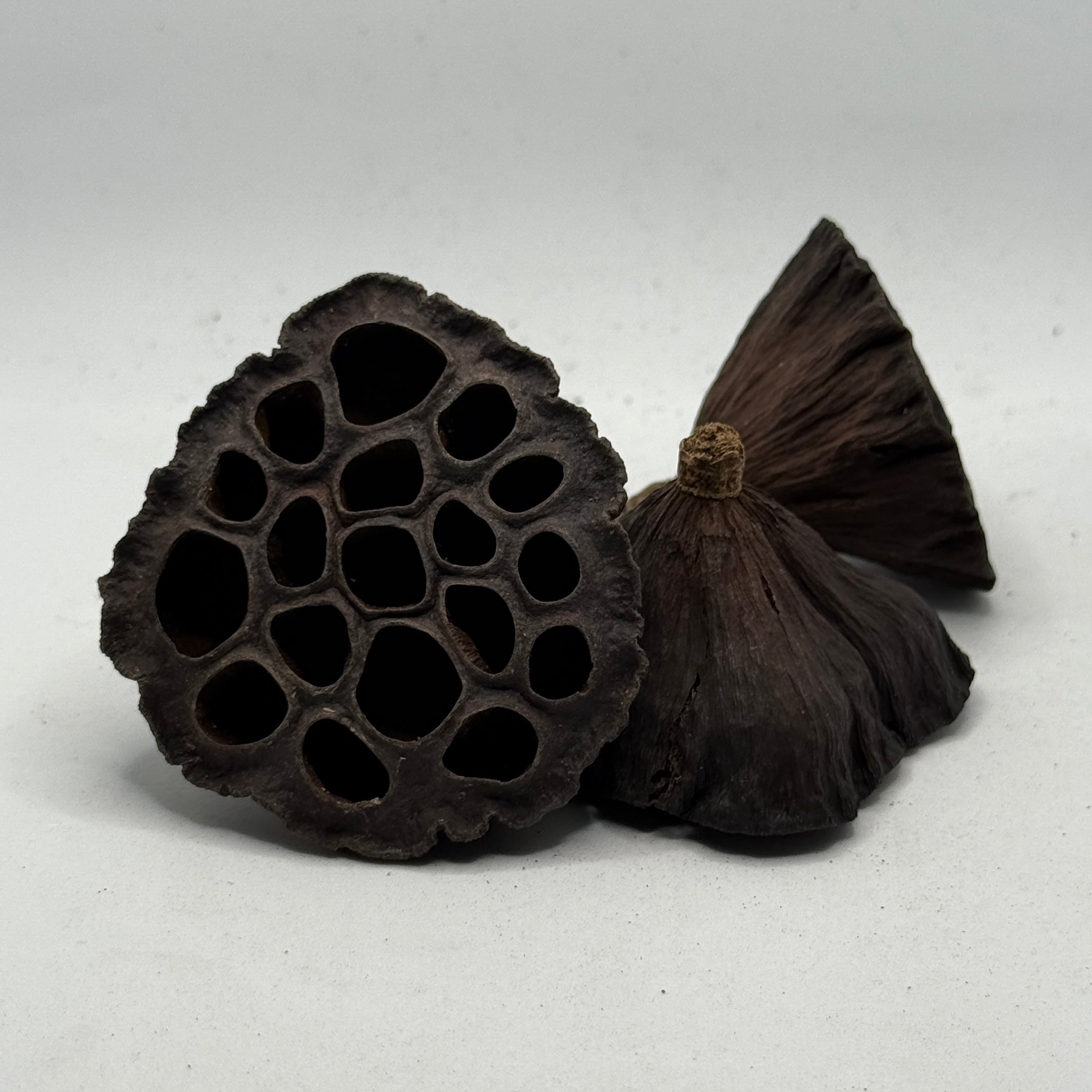 Lotus Pods – Daku Aquatics