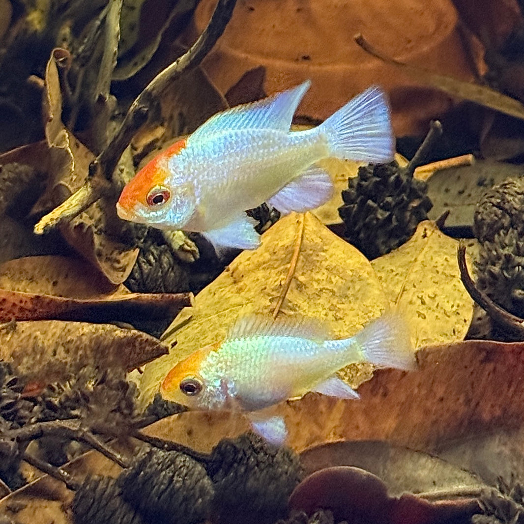 Freshwater Fish – Daku Aquatics