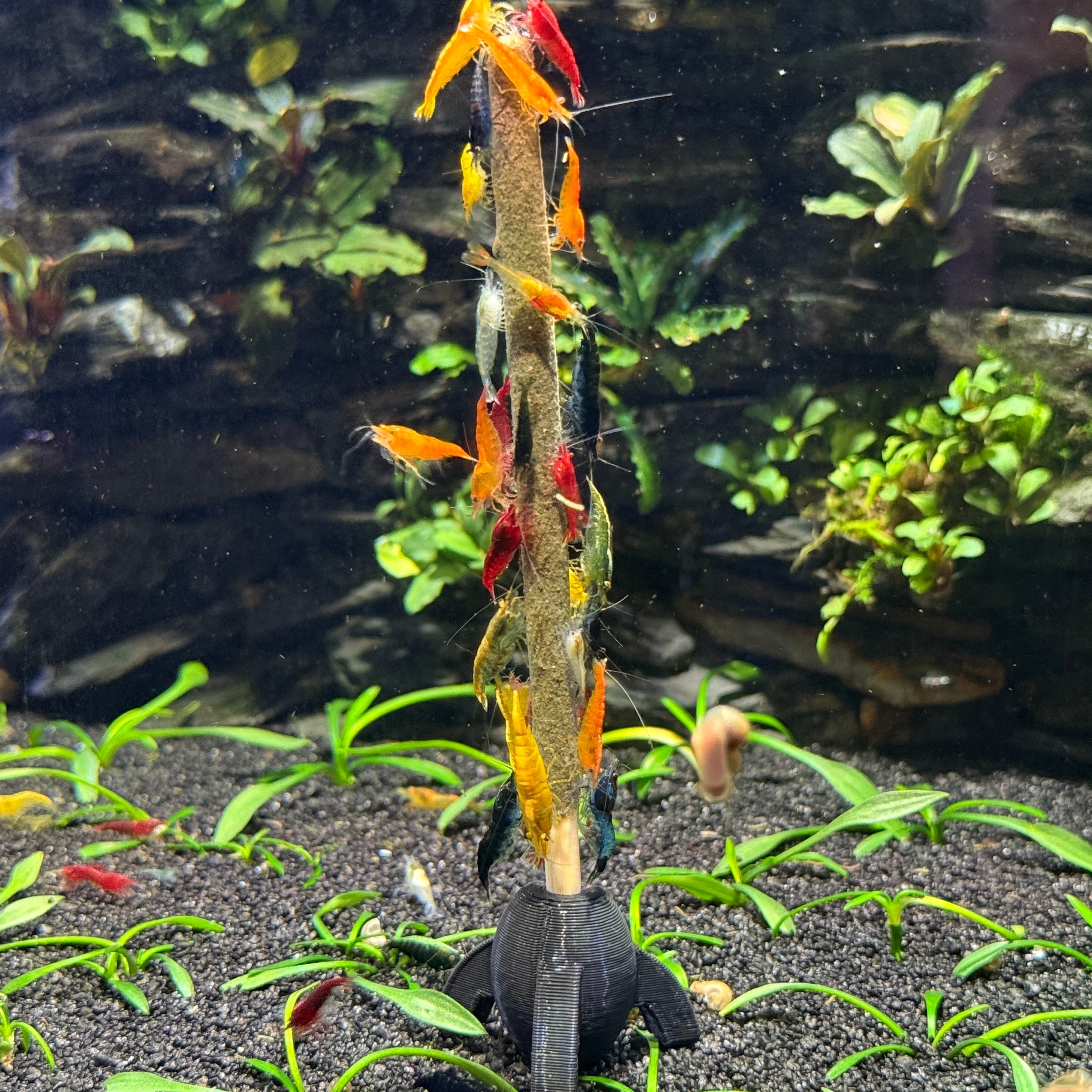 "Skittle" Neocaridina Shrimp – Daku Aquatics