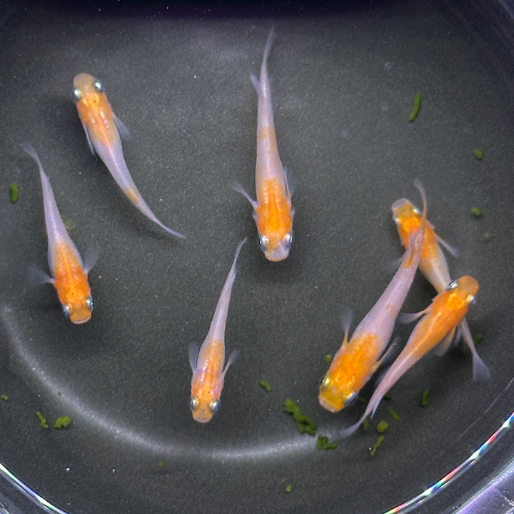 Freshwater Fish – Daku Aquatics