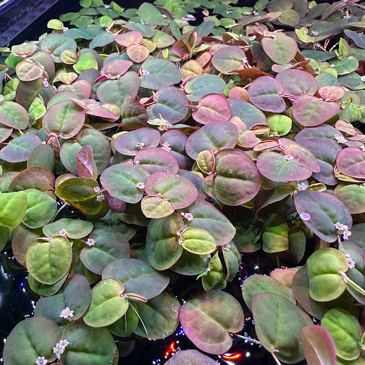 Red Root Floaters – Daku Aquatics
