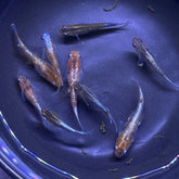 Freshwater Fish – Daku Aquatics