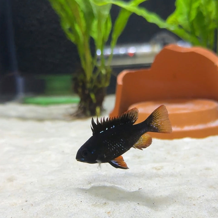 Freshwater Fish – Daku Aquatics