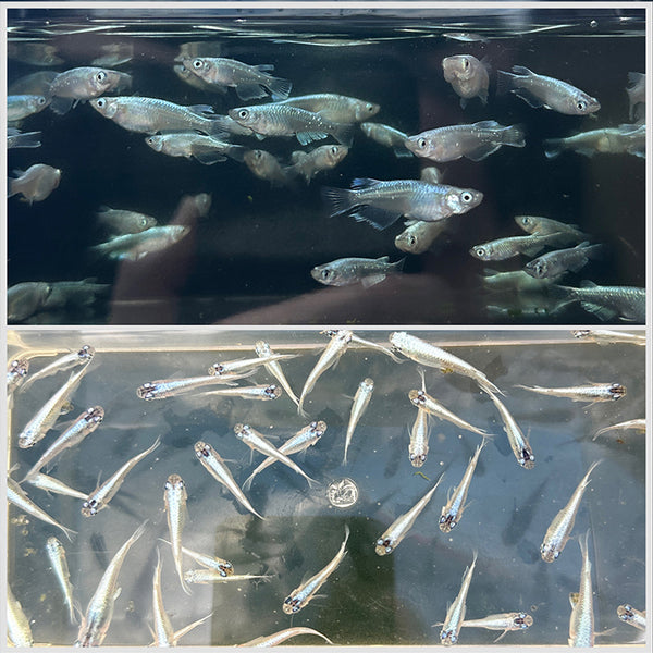 Blue Miyuki Medaka Ricefish – Daku Aquatics