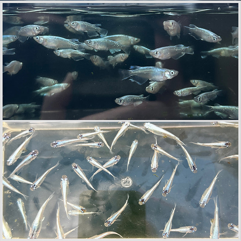 Blue Miyuki Medaka Ricefish – Daku Aquatics