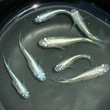 Freshwater Fish – Daku Aquatics