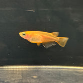 Freshwater Fish – Daku Aquatics