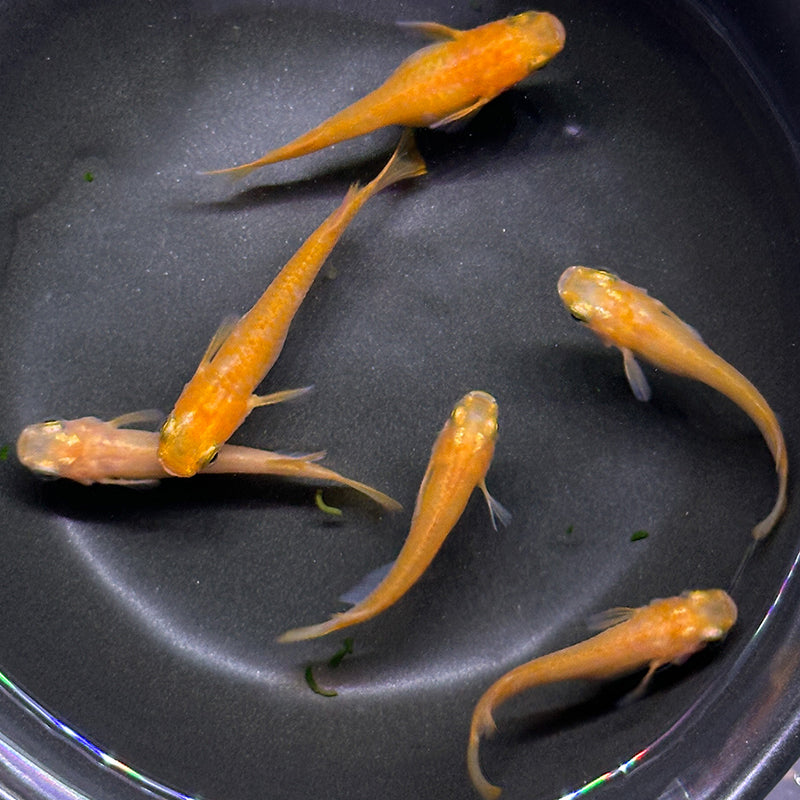 Gold Medaka Ricefish – Daku Aquatics