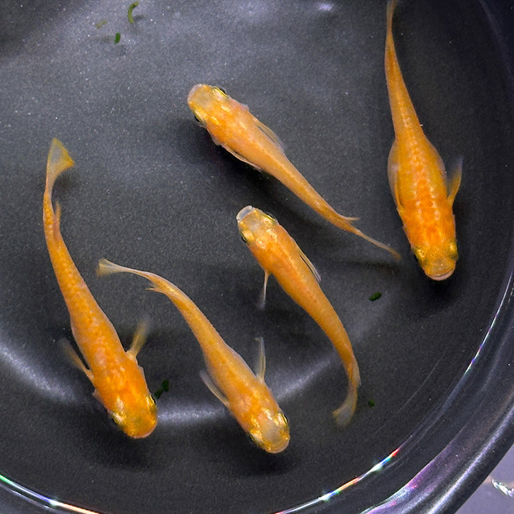 Freshwater Fish – Daku Aquatics