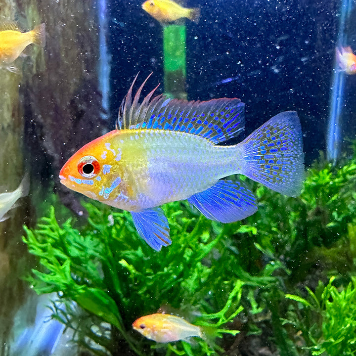 Freshwater Fish – Daku Aquatics