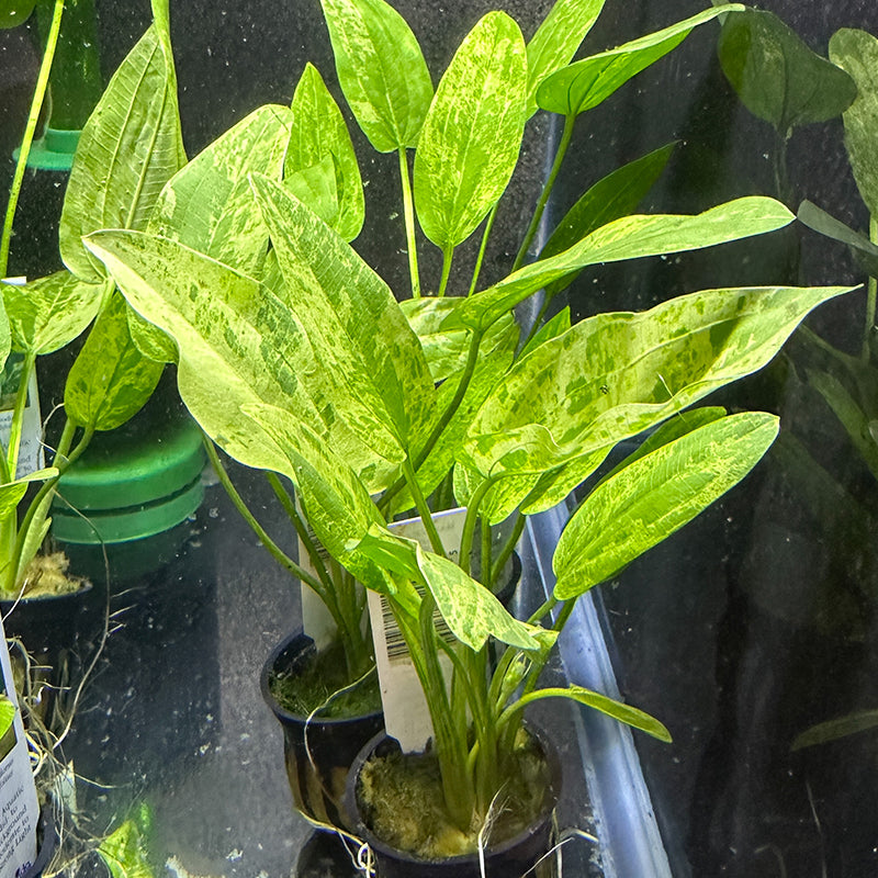 Marble Queen Radican Sword – Daku Aquatics