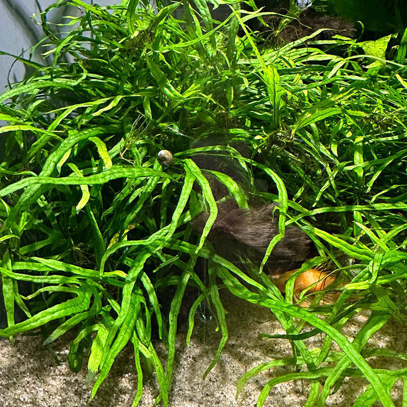 Mini Trident Fern – Daku Aquatics