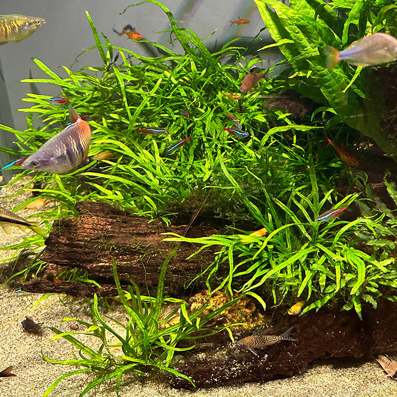 Mini Trident Fern – Daku Aquatics