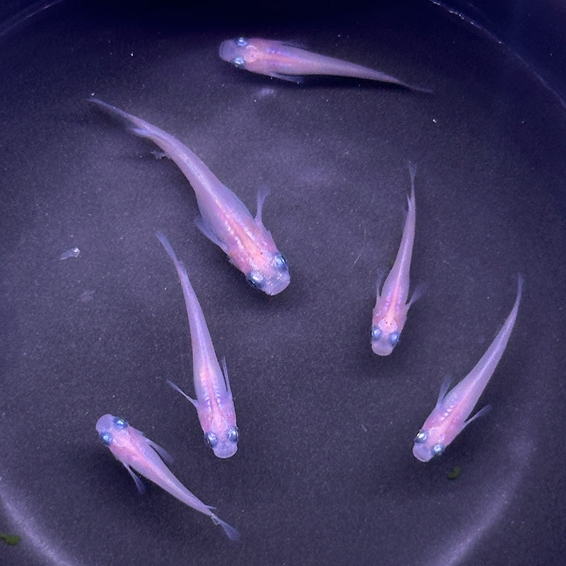 Pearl Galaxy Medaka Ricefish – Daku Aquatics