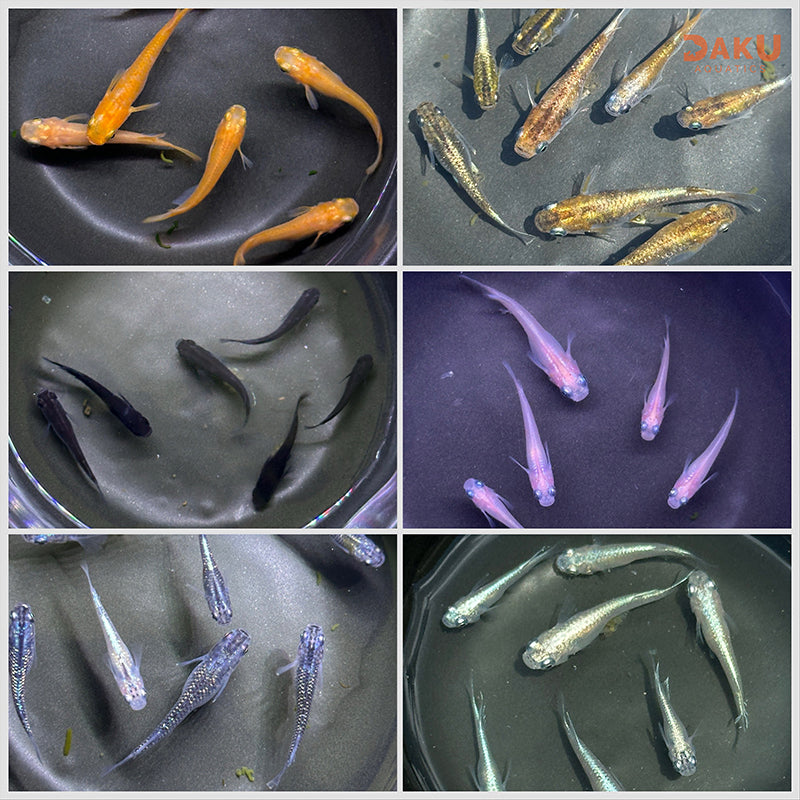 Mixed Medaka Ricefish – Daku Aquatics