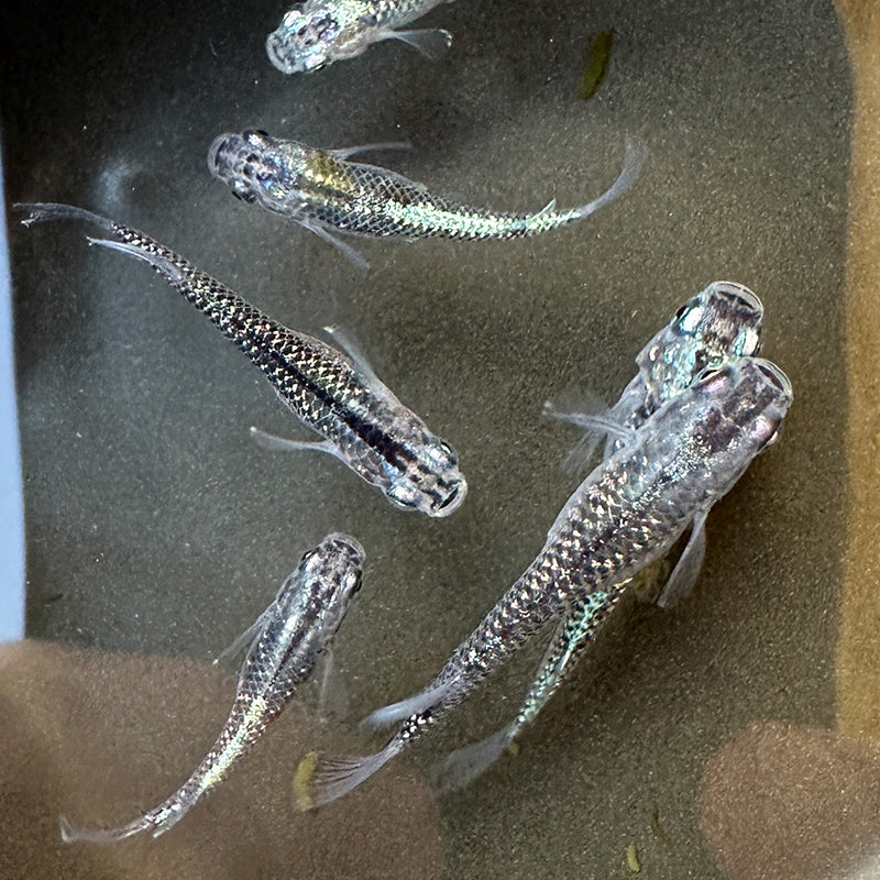 Sapphire Medaka Ricefish – Daku Aquatics