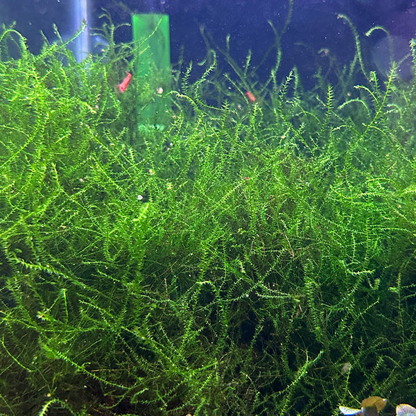 Stringy Moss – Daku Aquatics